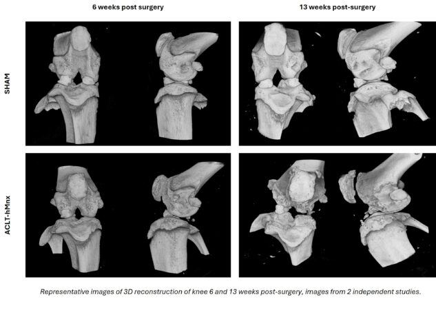Arthritis and Osteoarthritis preclinical models | Atlantic Bone Screen