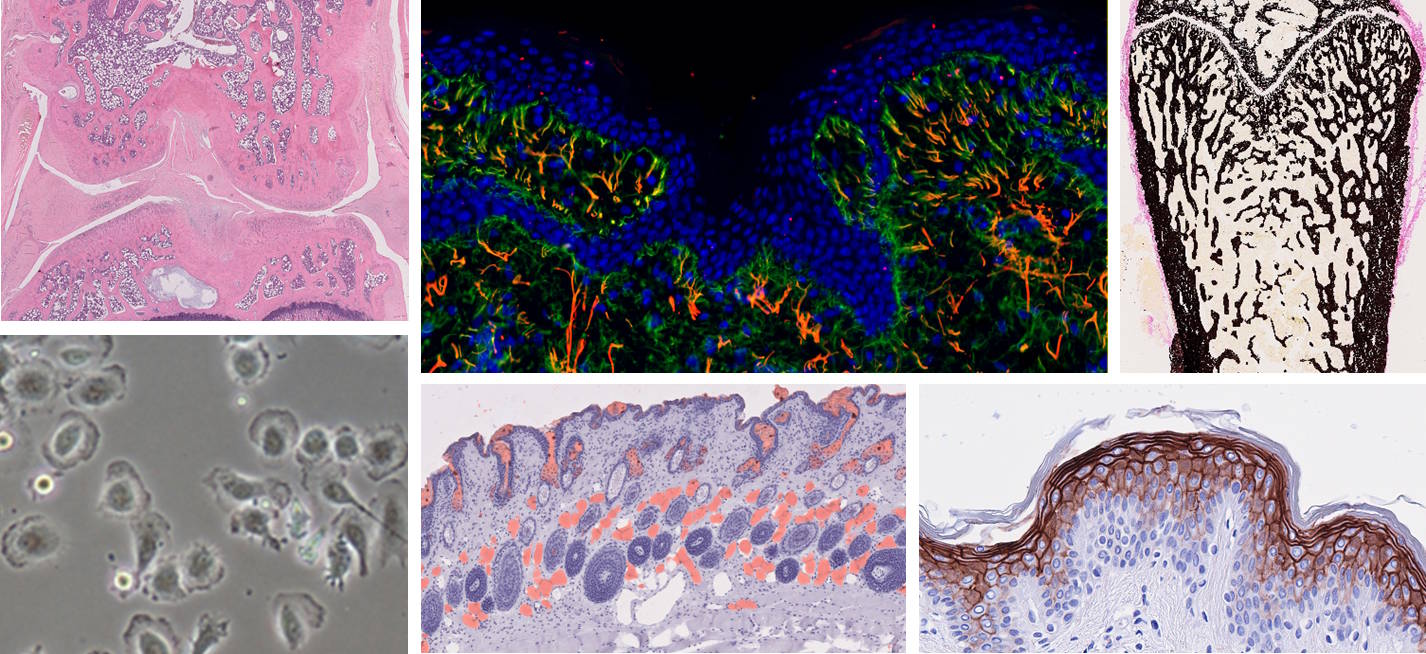 Microscopy preclinical imaging | Atlantic Bone Screen