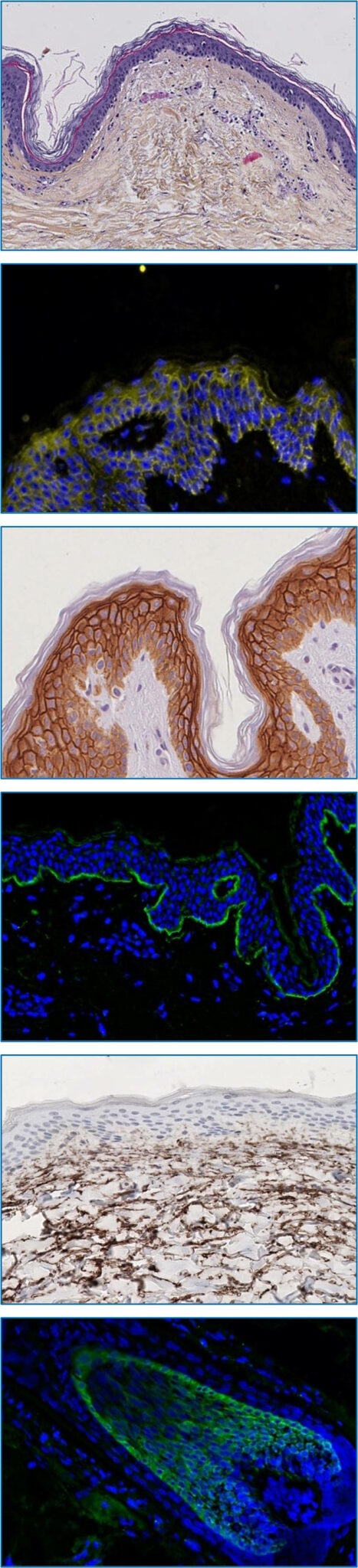 Dermocosmetics & skin histology | Atlantic Bone Screen