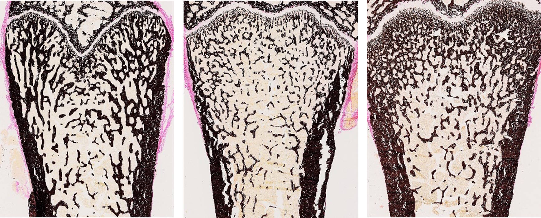 Osteoporosis in vivo model | Atlantic Bone Screen